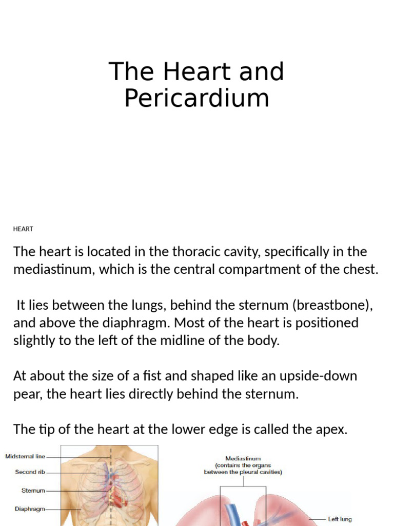 Heart and Pericardium | PDF | Heart Valve | Heart