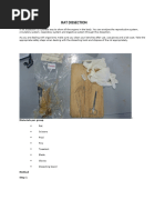 Dissection of The Rat | PDF | Aorta | Large Intestine