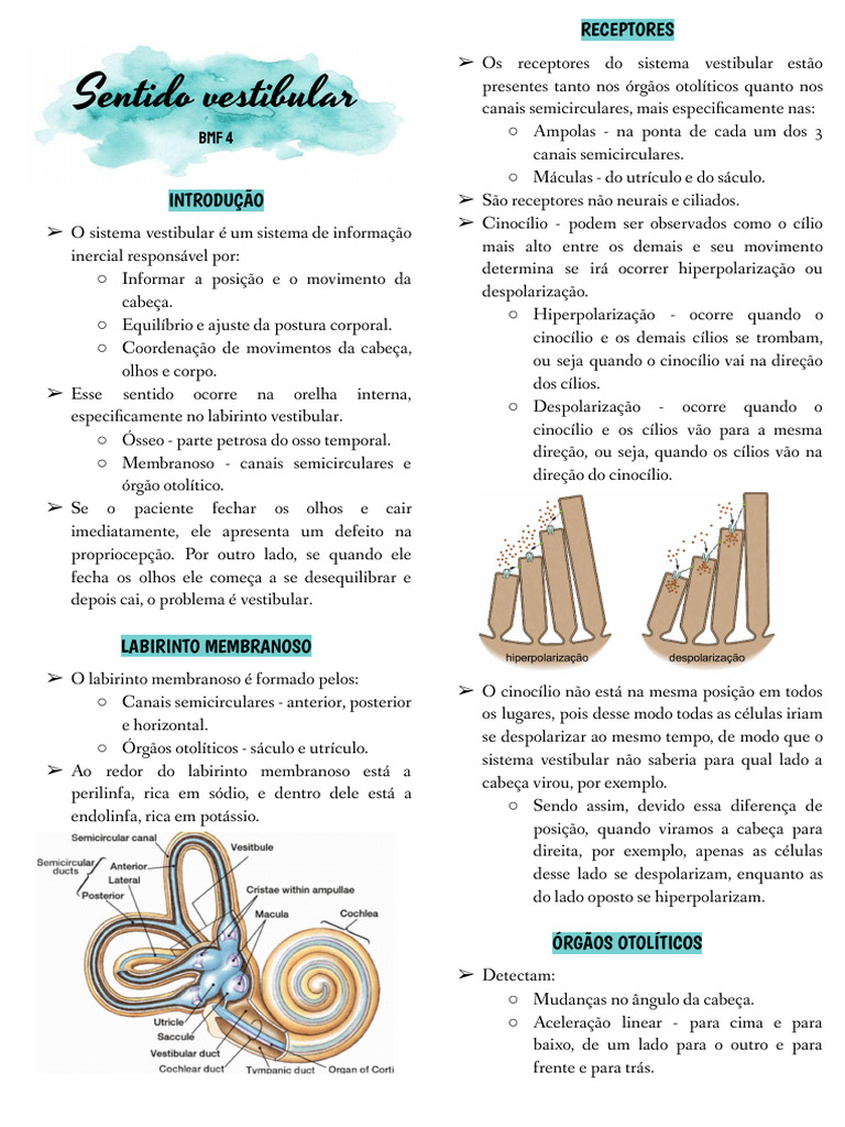 Funções e Estruturas do Sistema Vestibular | PDF | Sistema vestibular ...