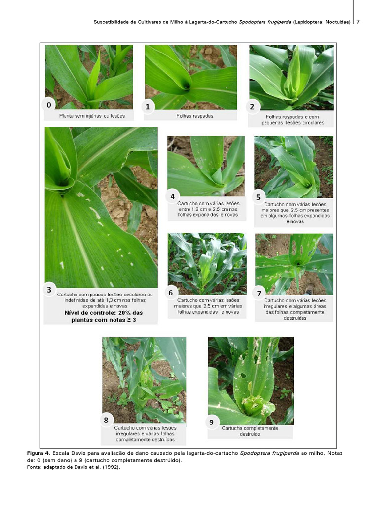 Escala Davis - Spodoptera Frugiperda | PDF