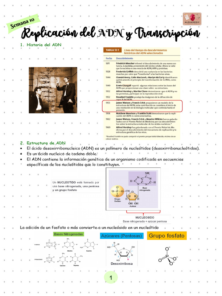 Semana 10 - Replicación Del ADN y Transcripción | PDF | Rna | Adn