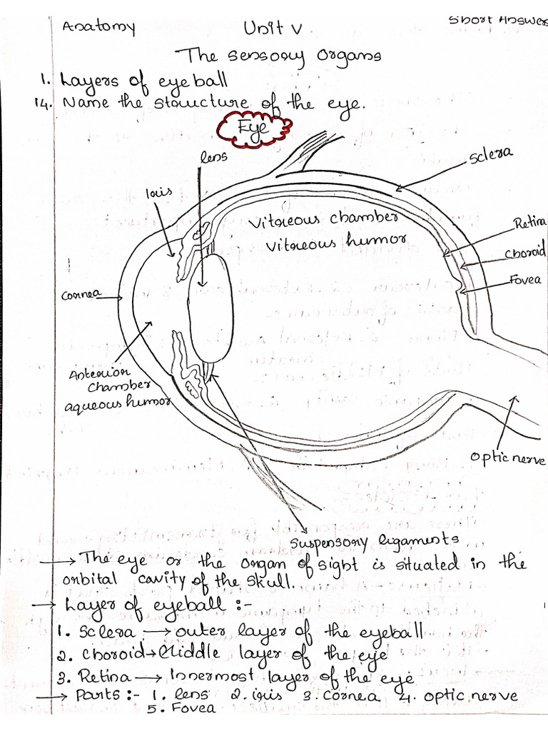 Sensory Anatomy Short Answers | PDF