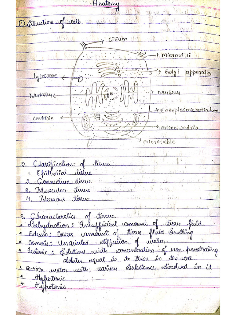 Anatomy 2 Marks (Question Bank) 2 | PDF
