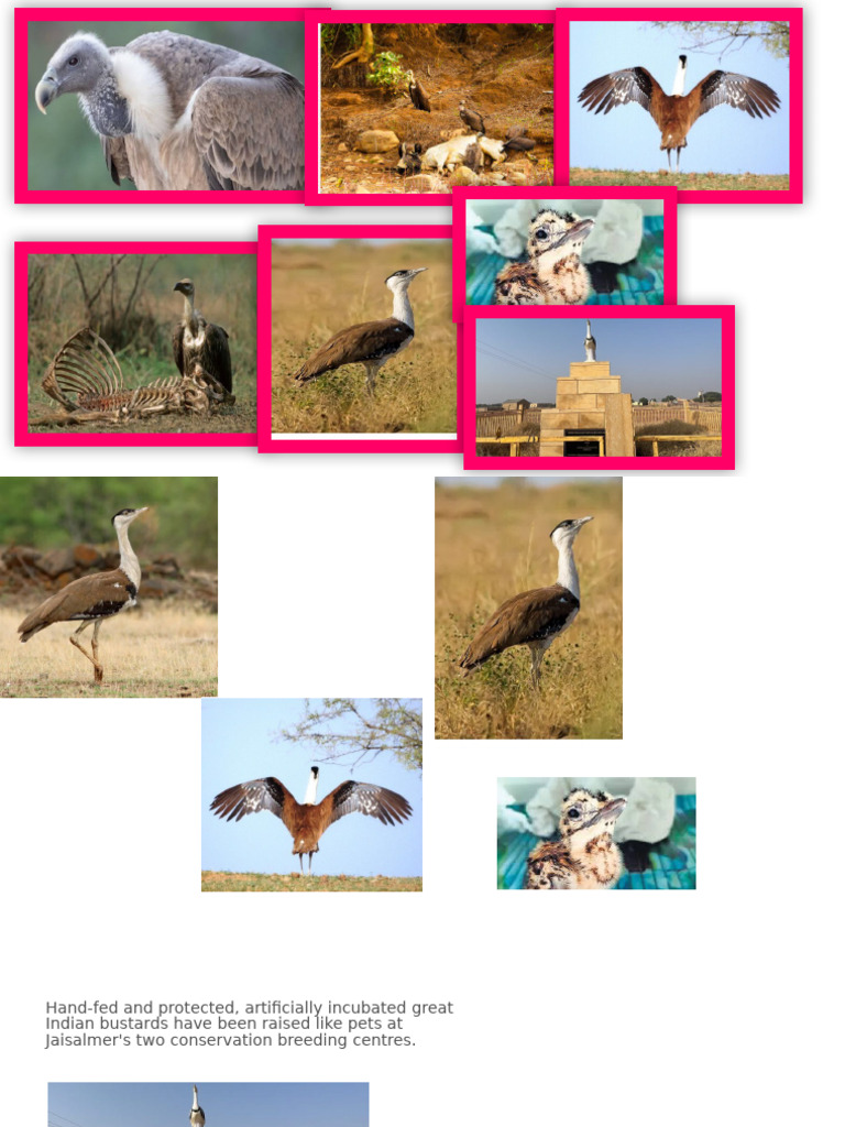 Bird | PDF