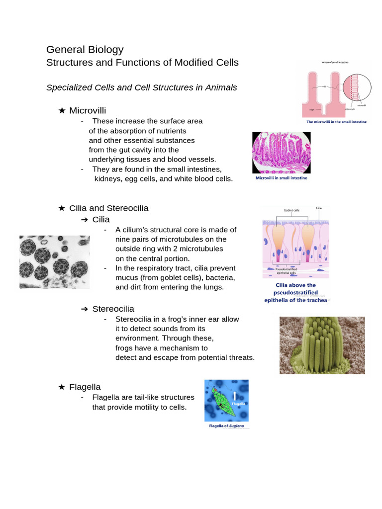 Specific Cell Structures Bio Studyguide | PDF | Epithelium | Cell (Biology)