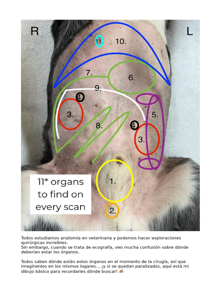 Vista de 11 Orcanos en Scanneo | PDF