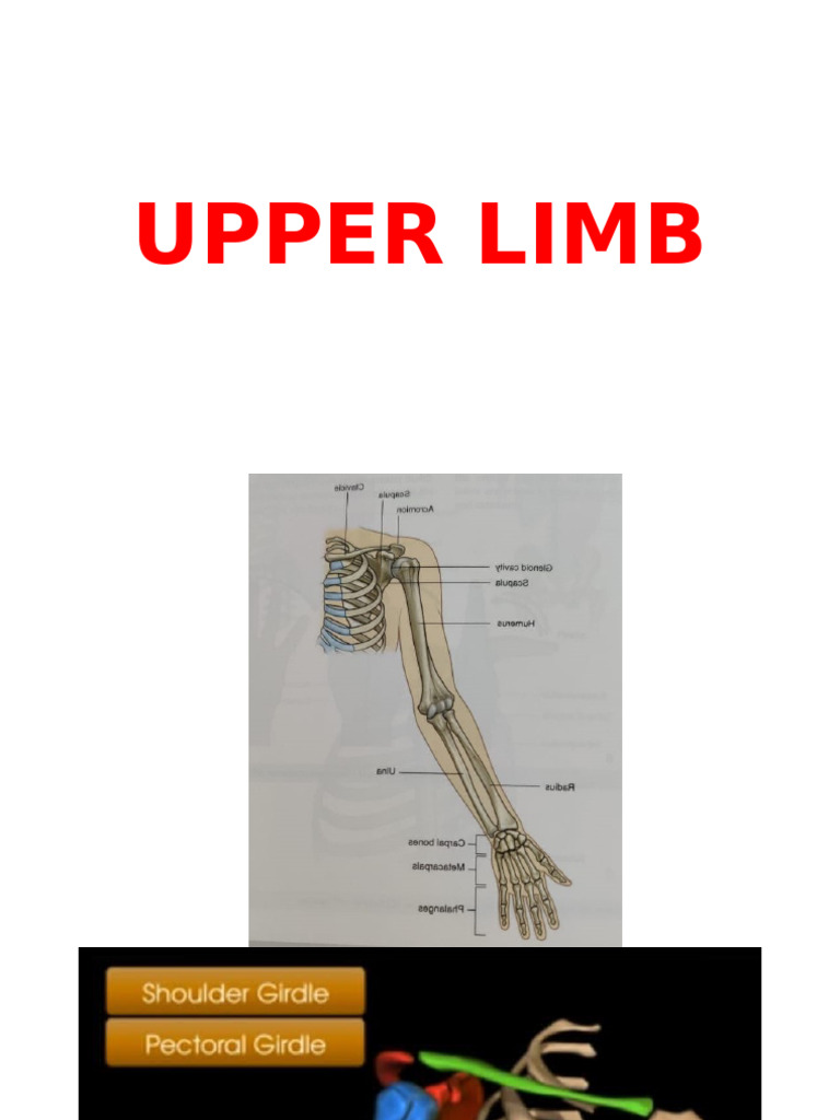 Upper Limb | PDF