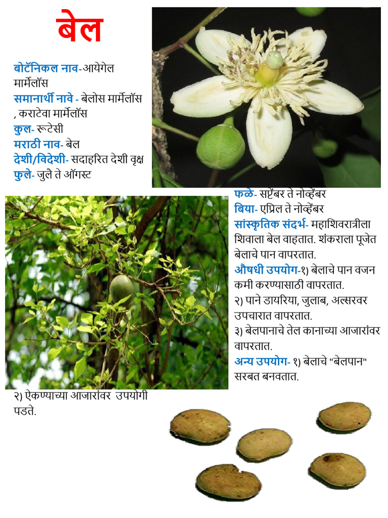 Signages - Aegel MArmelos - Marathi | PDF