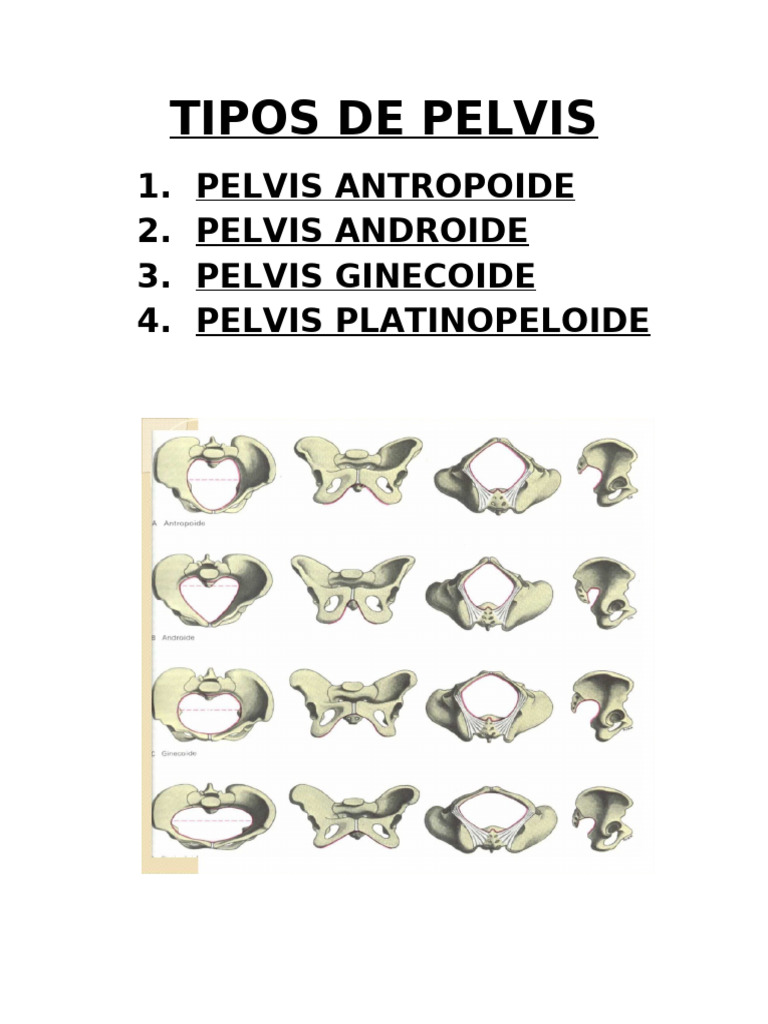 Tipos de Pelvis | PDF