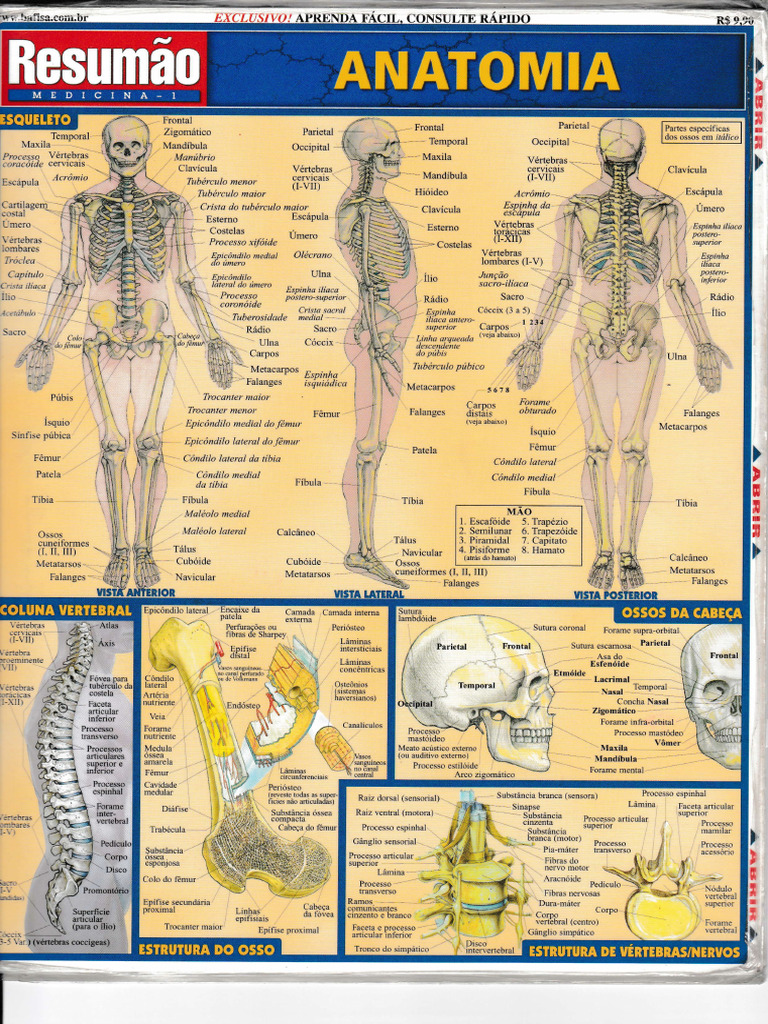 Mapa do Corpo Humano | PDF | Veia | Coração
