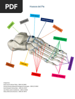 Anatomía del Maléolo Tibial y Astrágalo | PDF | Tobillo | Anatomía del ...