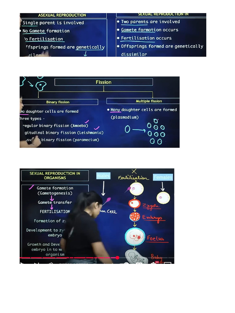 Reproduction in Human | PDF