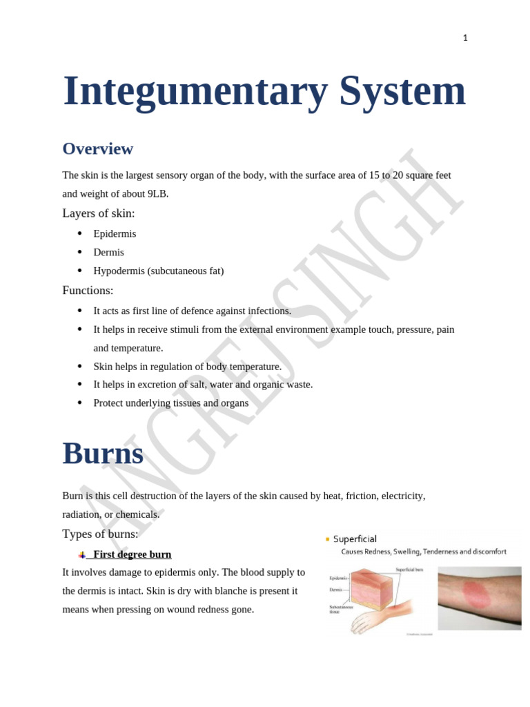 Integumentary Disorders (2) Notes | PDF | Burn | Skin