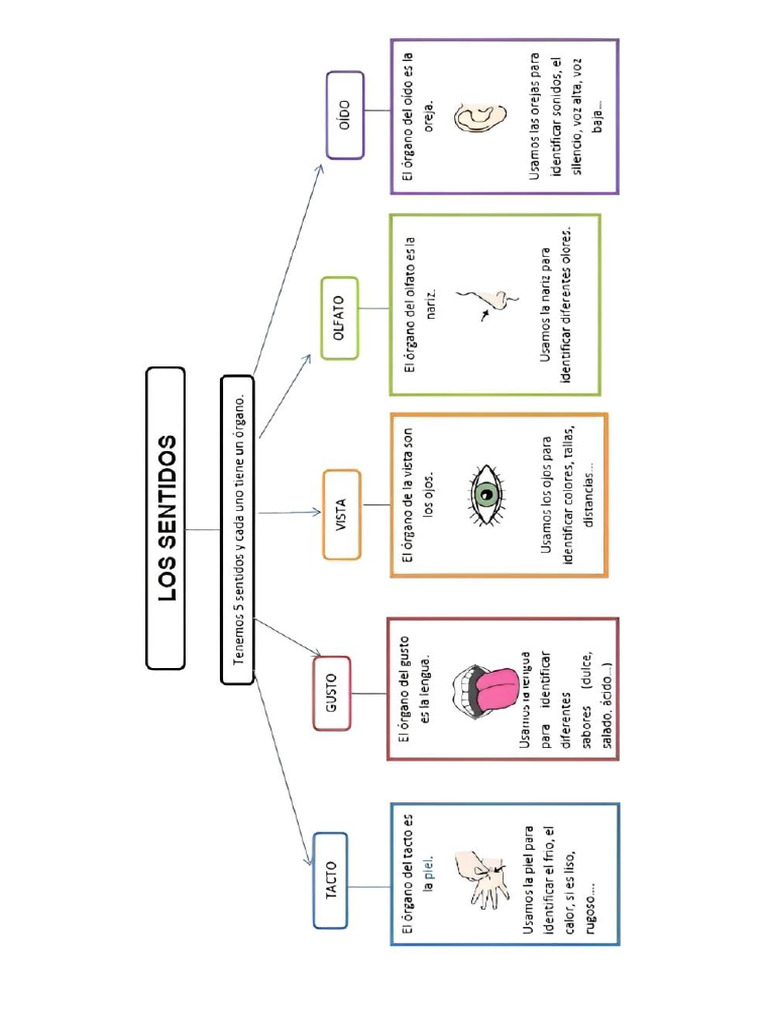 Mapa Conceotual de Los Sentidos | PDF