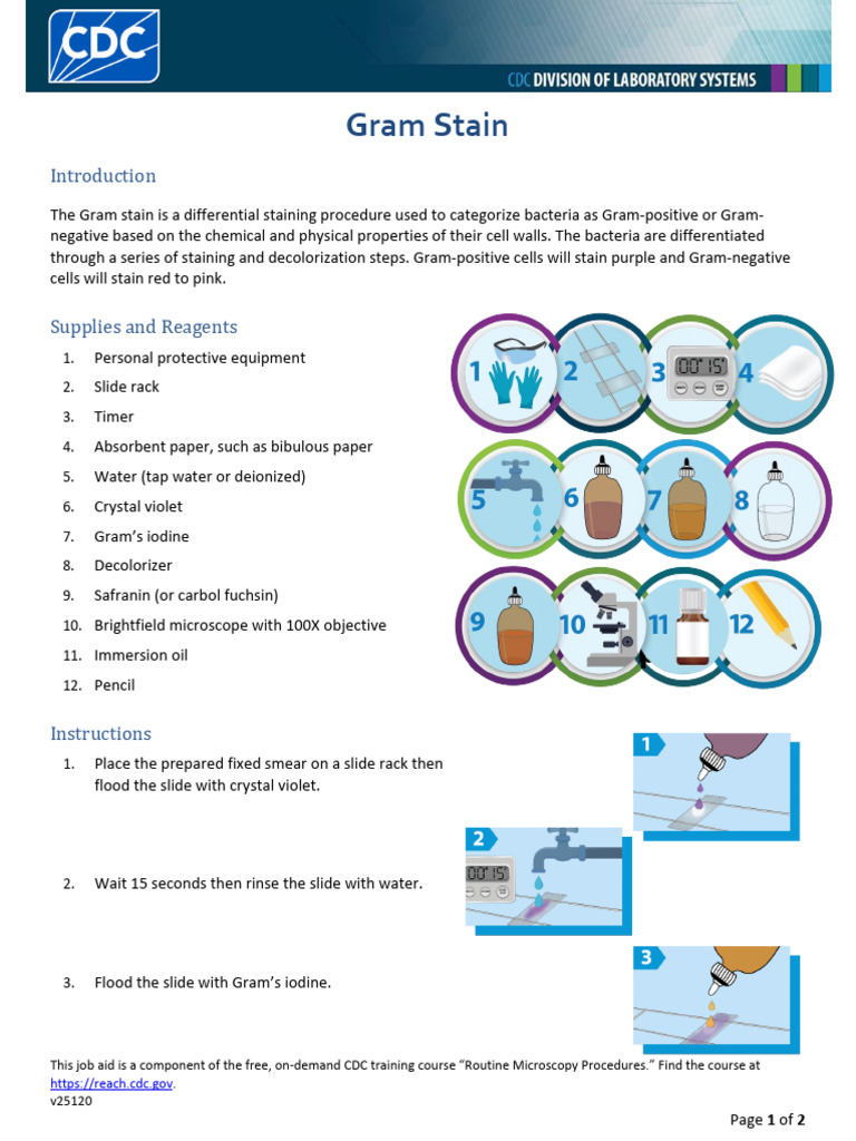 Gram Stain Procedure Branded 508 | PDF