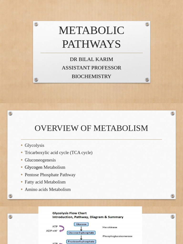 Overview of Metabolic Pathways | PDF | Pyruvic Acid | Citric Acid Cycle
