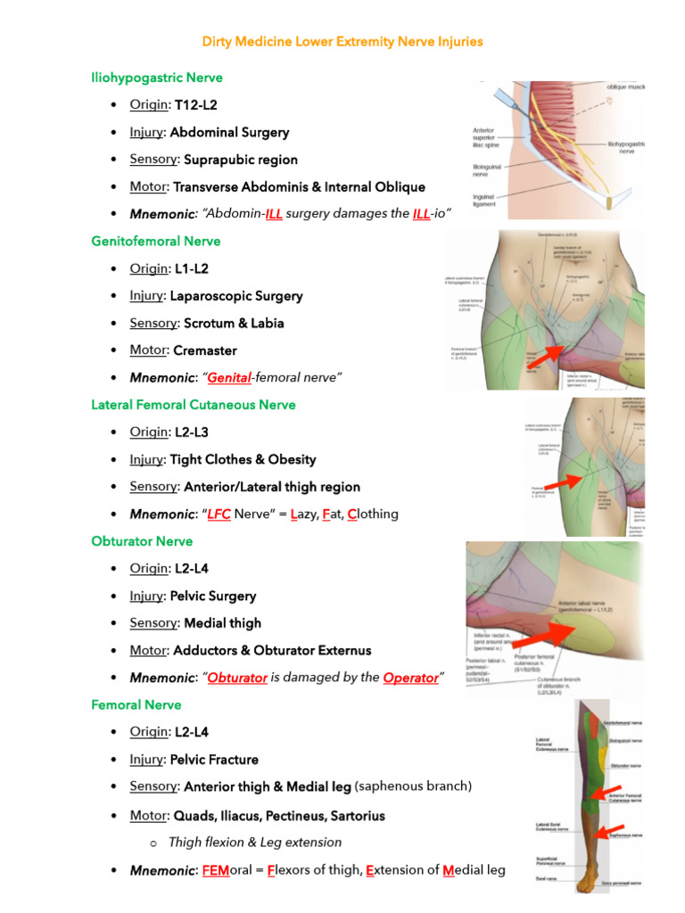 Lower Extremity Nerve Injuries | PDF | Human Leg | Human Anatomy