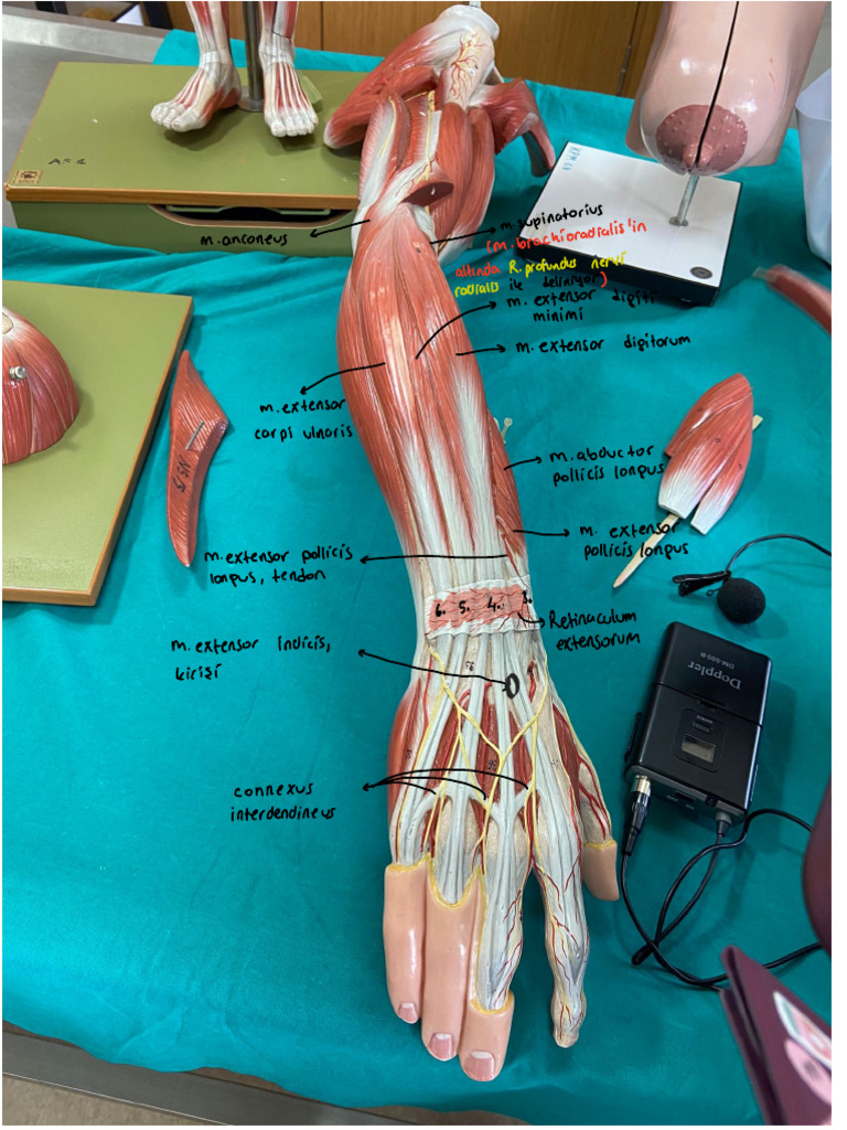 Ön Kolun Arkası Ve El Anatomisi - 250327 - 093233 | PDF ...