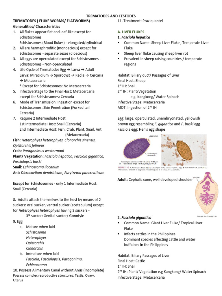 Trematodes and Cestodes Overview | PDF | Medical Specialties | Parasitology