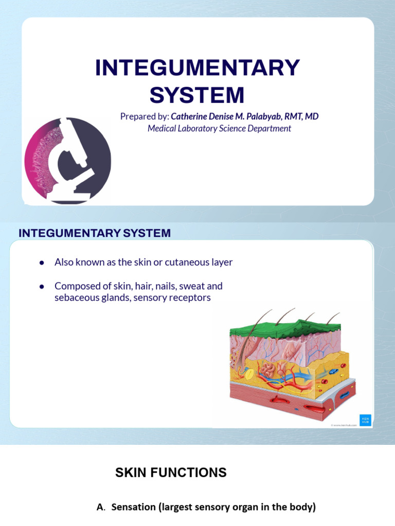 Integumentary System Students | PDF | Skin | Epidermis
