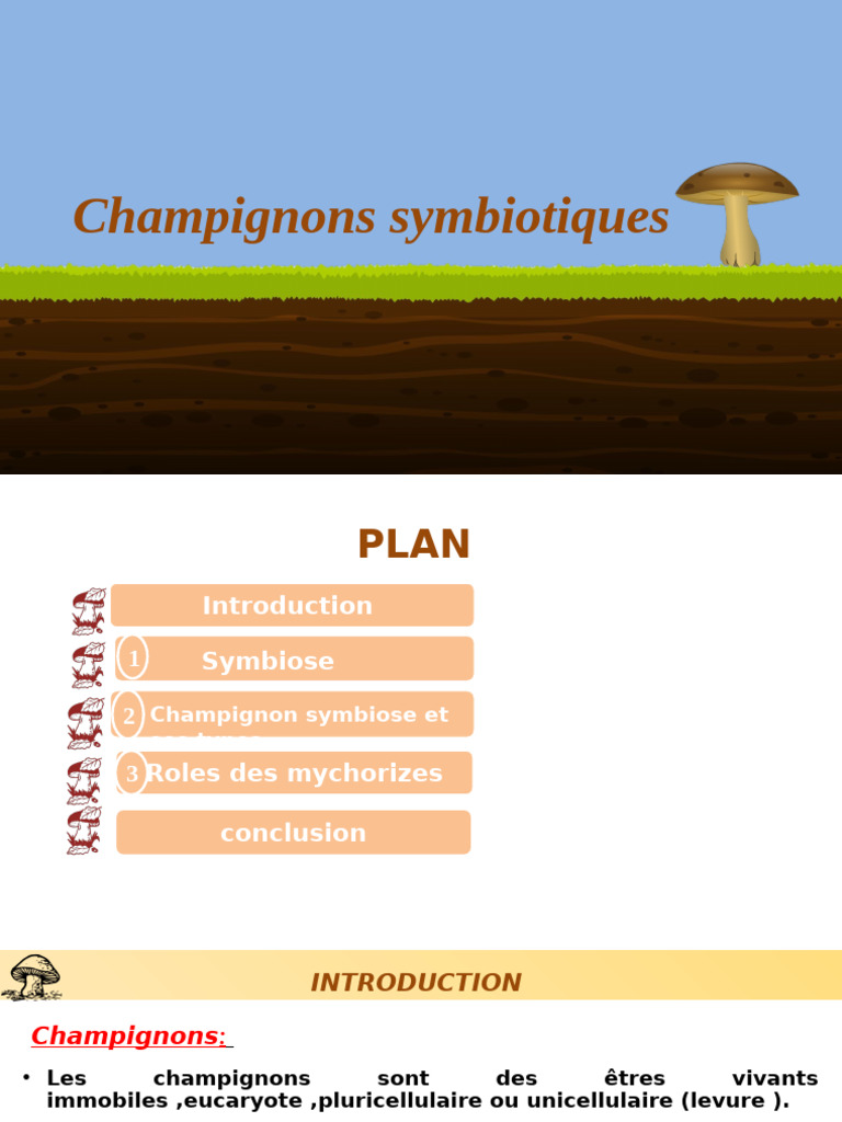 mycorhize (2) | PDF | Champignons | Biologie