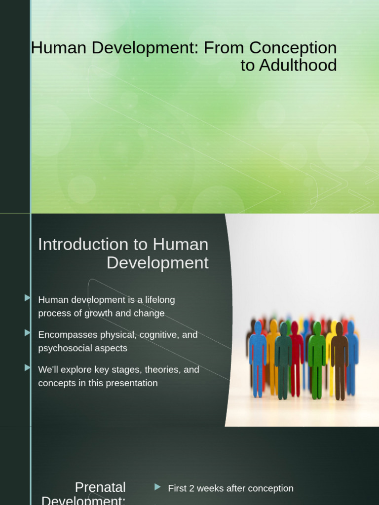 Chapter 11 PSY 201 PowerPoint | PDF | Attachment Theory | Prenatal Development