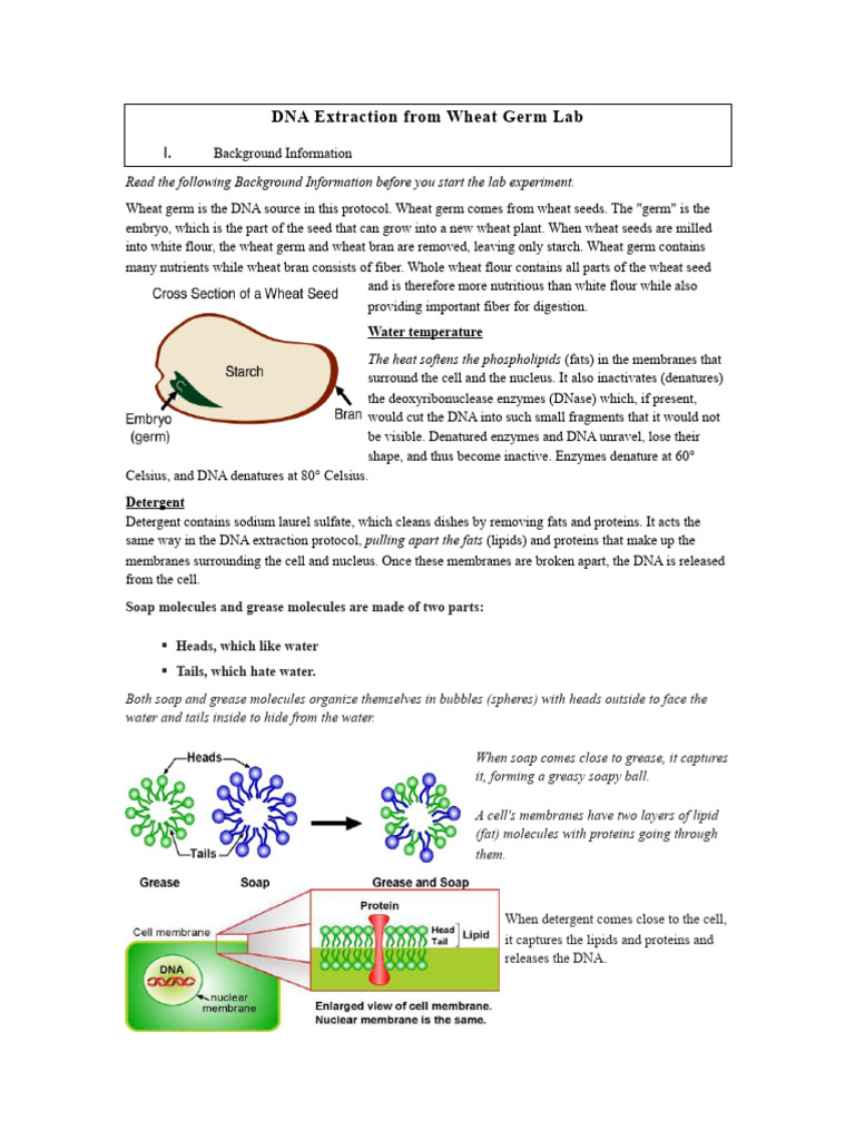 Dna Extraction From Wheat Germ Lab | PDF | Cell (Biology) | Biological ...