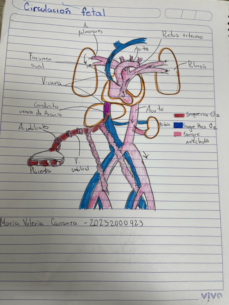 Tarea 2 Lab Embriología | PDF