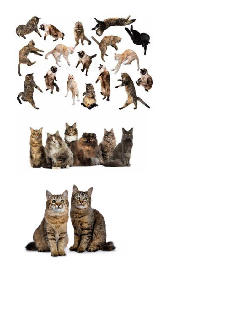 Cats | PDF