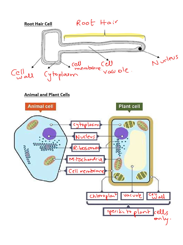 Diagrams Biology 5090 | PDF