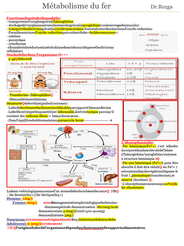 Métabolisme du fer et son absorption | PDF | Fer | Biochimie