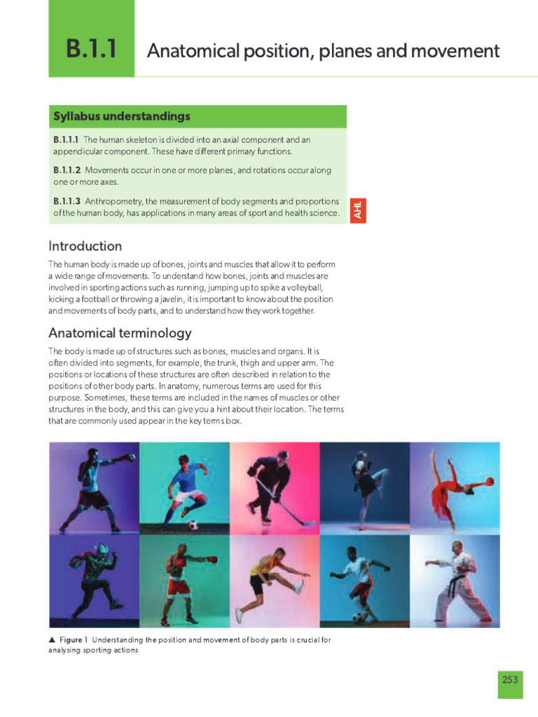 CC - SEHS - B1.1 Anatomical Position, Planes and Movement | PDF ...