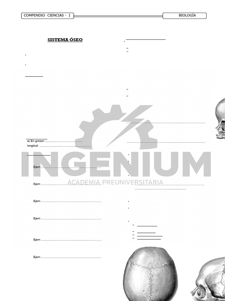 Sistema Oseo y Muscular | PDF | Vértebra | Mano