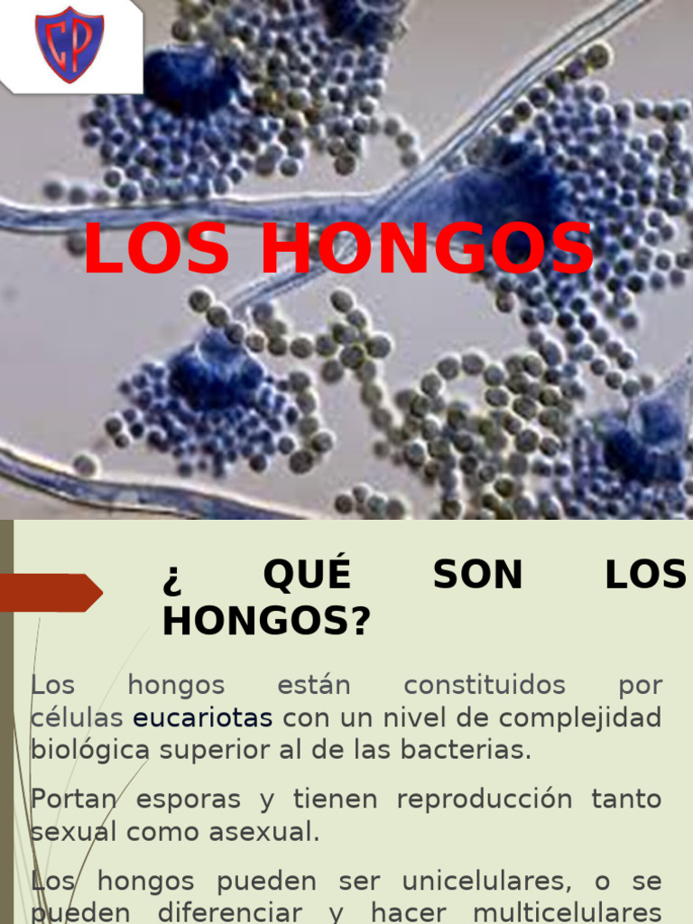 Presentacion Los Hongos Y MUNDO FUNGI | PDF