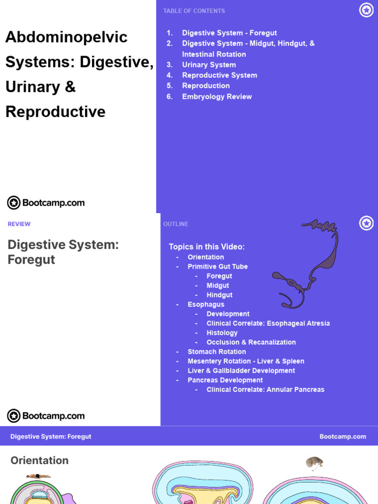 Unit 4 - Final atf | PDF | Pancreas | Gastrointestinal Tract