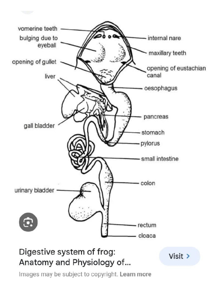 Frog Digestive and Reproductive System Class 9 | PDF