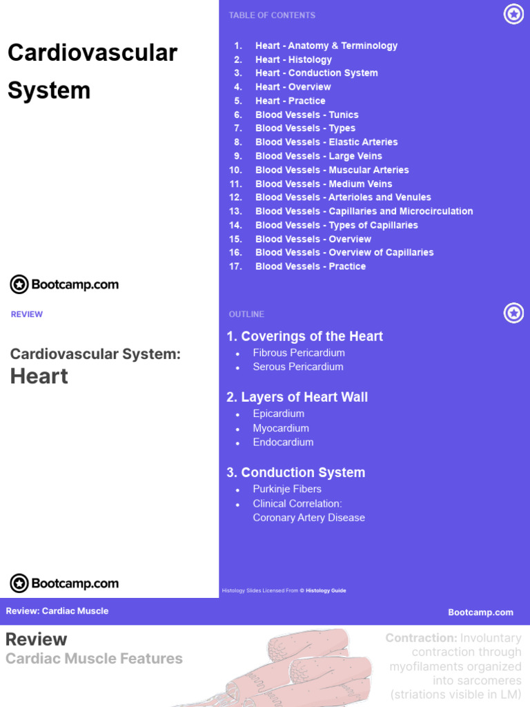 Chapter 8 Cardiovascular System Video Course Atf | PDF | Artery | Heart