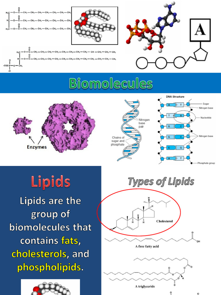 Biomolecules. Lipids | PDF | Lipid | Fat
