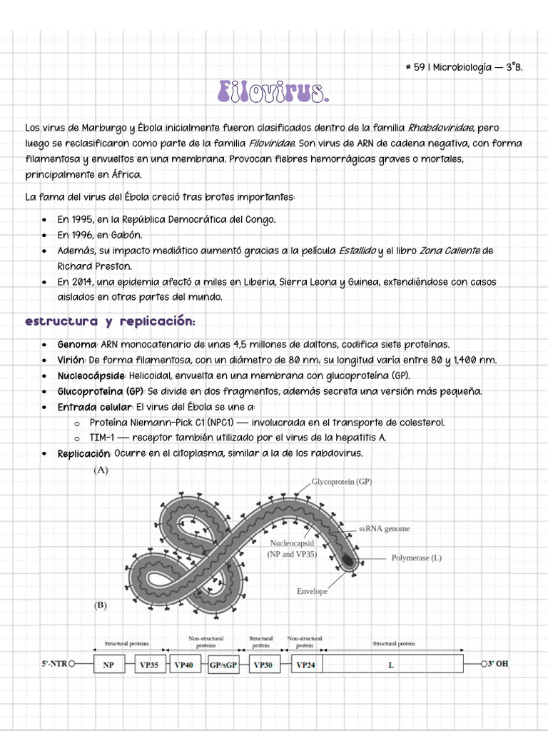 FILOVIRUS, POXVIRUS, ALFAVIRUS Y FLAVIVIRUS, VIRUS DE LA HEPATITIS ...