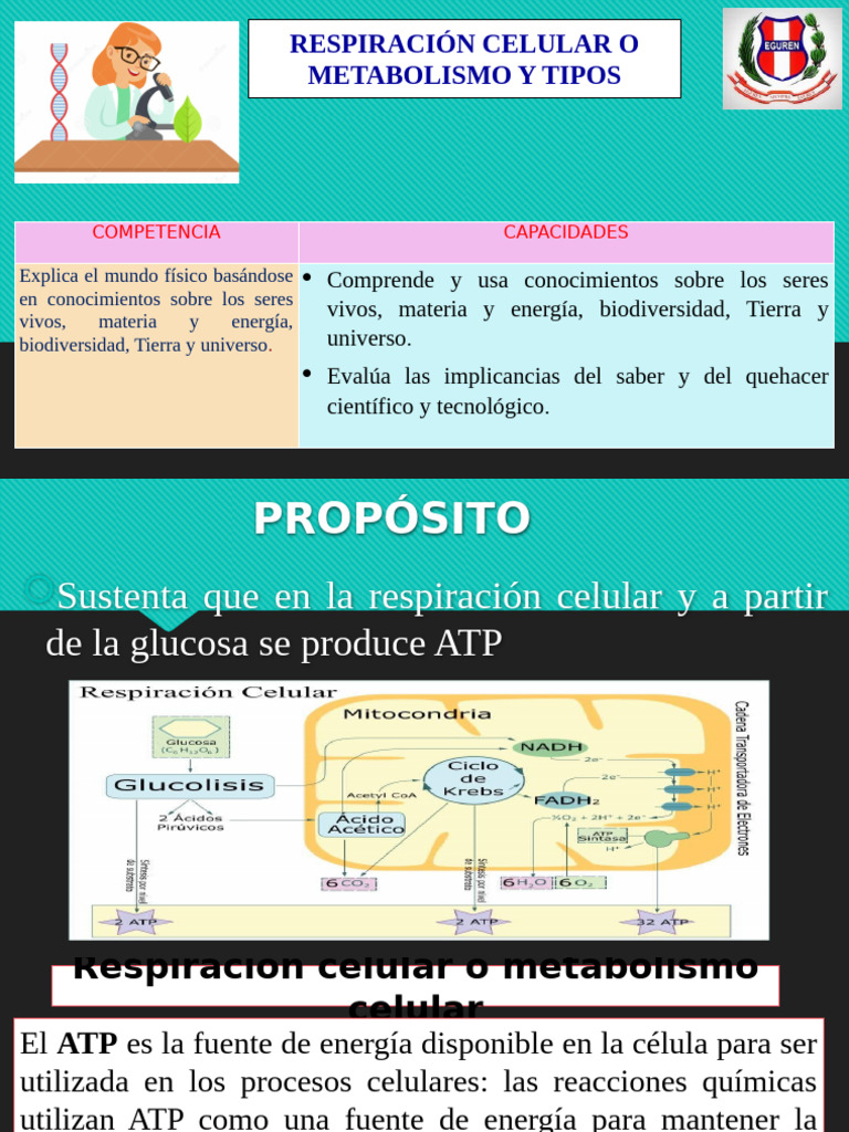 PPT-Respiración Celular | PDF