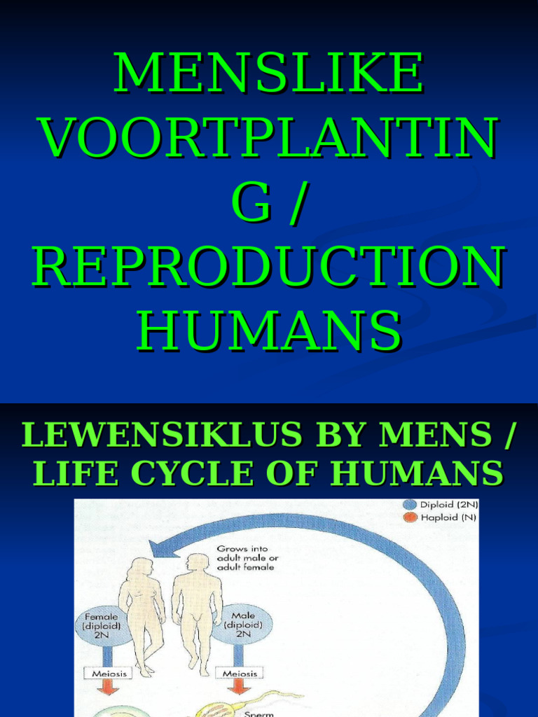Reproduction Humans | PDF | Ovary | Menstrual Cycle