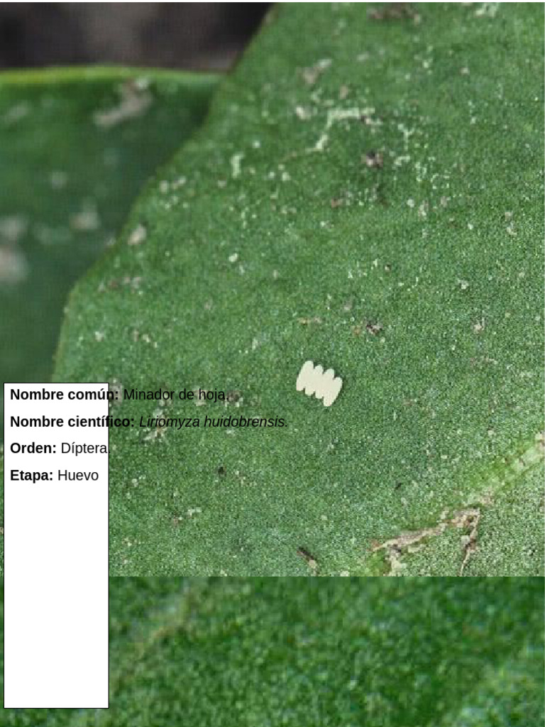 Minador de hoja: Liriomyza huidobrensis | PDF