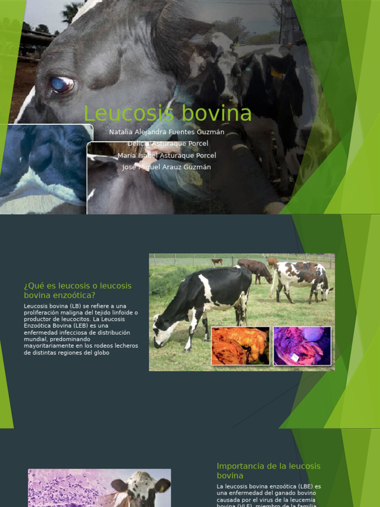 Leucosis Bovina Diapositiva | PDF | Vacas | Linfoma
