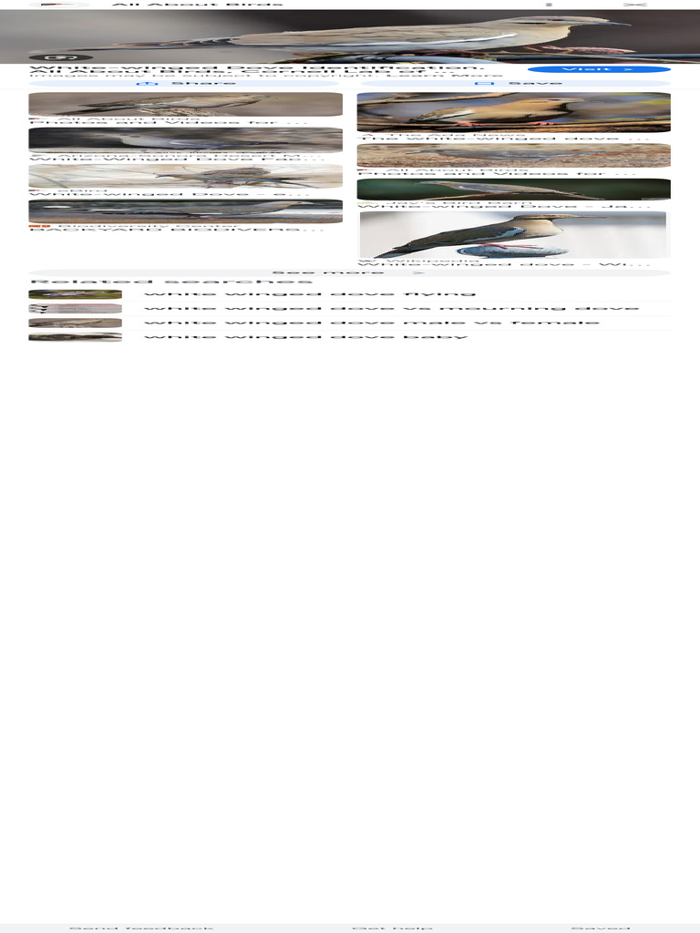 White-Winged Dove Range Overview | PDF