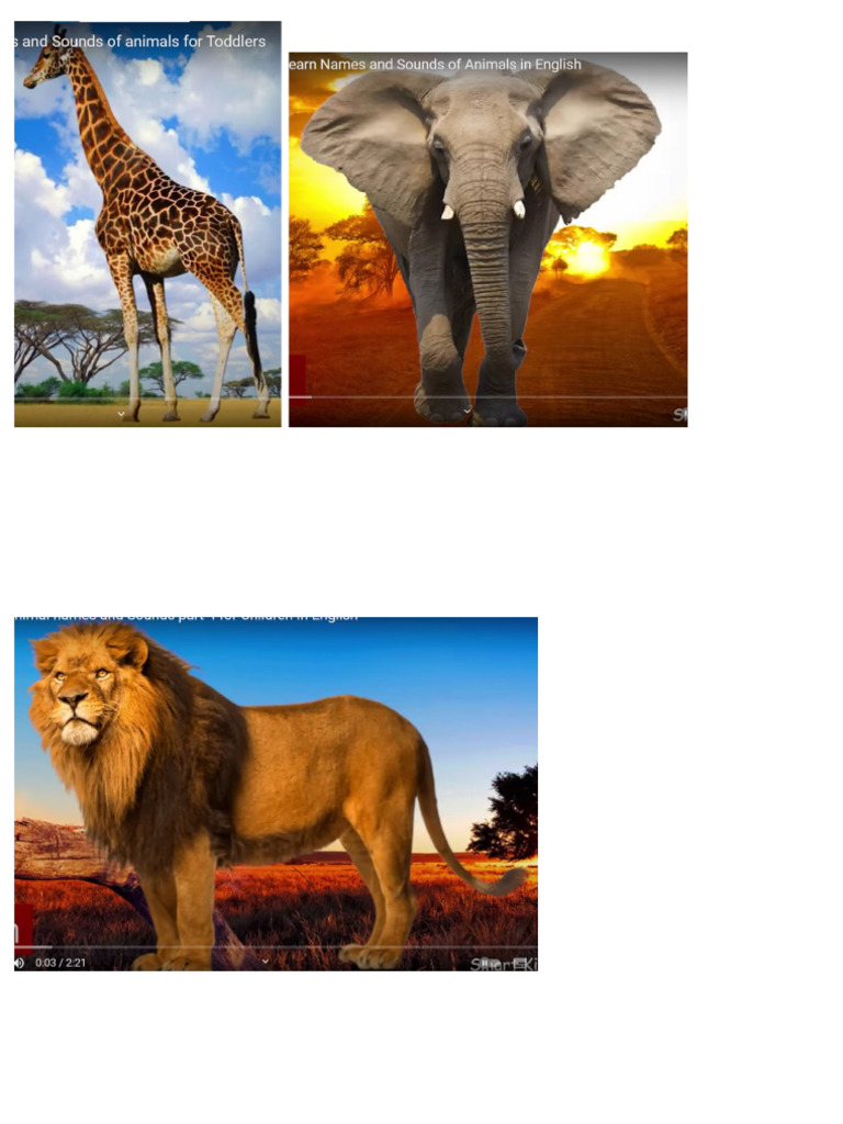 Zoo Animals | PDF