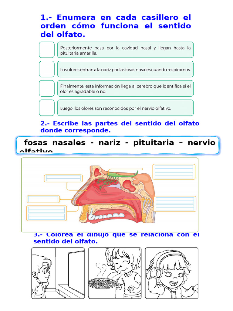 Funcionamiento del sentido del olfato | PDF