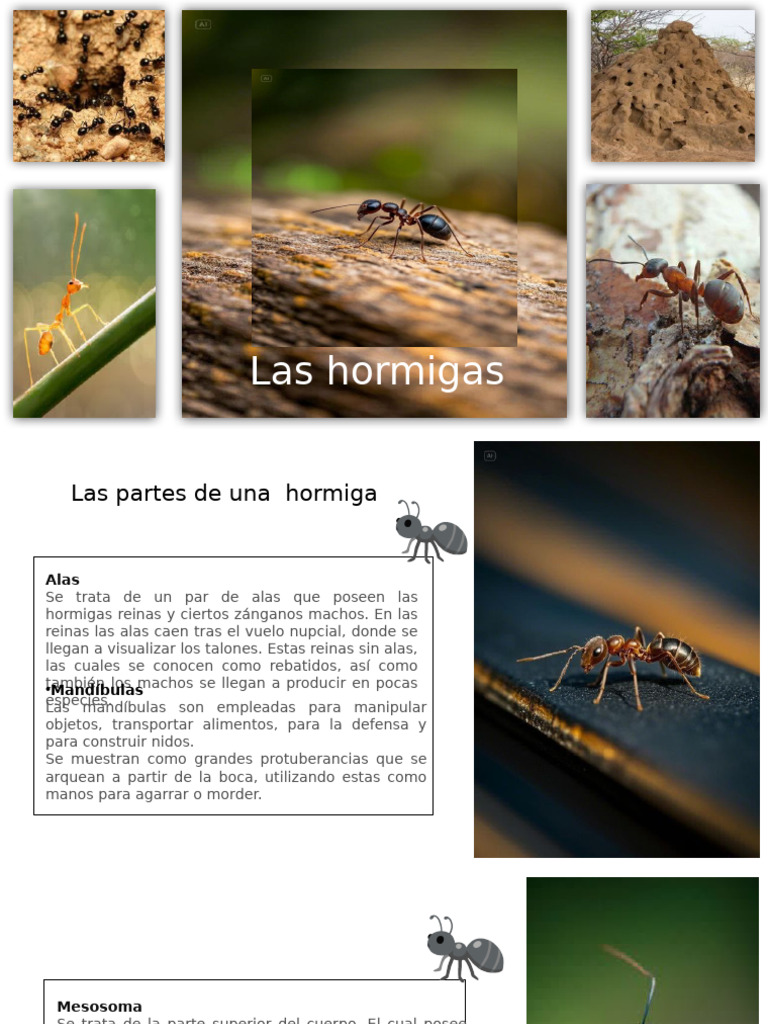 Presentación Hormiga | PDF | Hormiga | Insectos