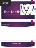Class 4 Teeth and Their Structure Worksheet | PDF | Tooth | Tooth Enamel