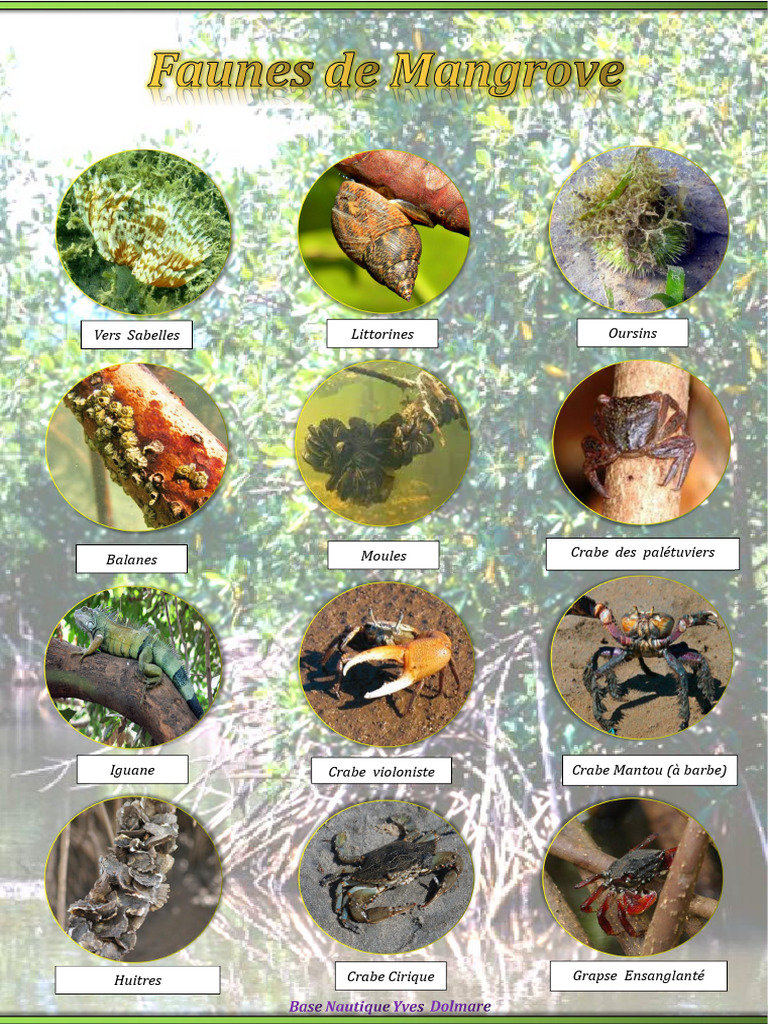 Faune marine des côtes tropicales | PDF