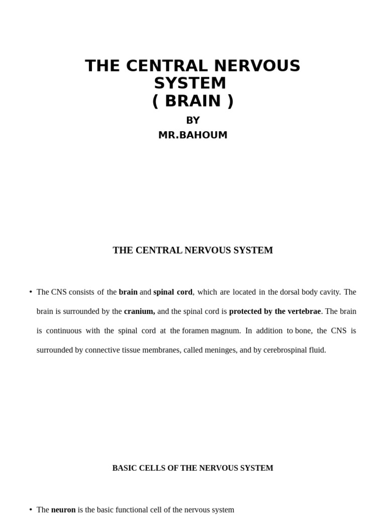 The Nervous System Brain | PDF | Brainstem | Central Nervous System